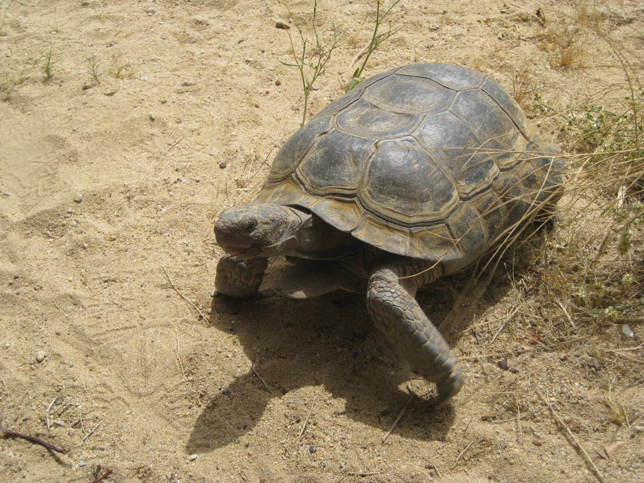 Desert Tortoise Research Natural Area – Friends Of Jawbone